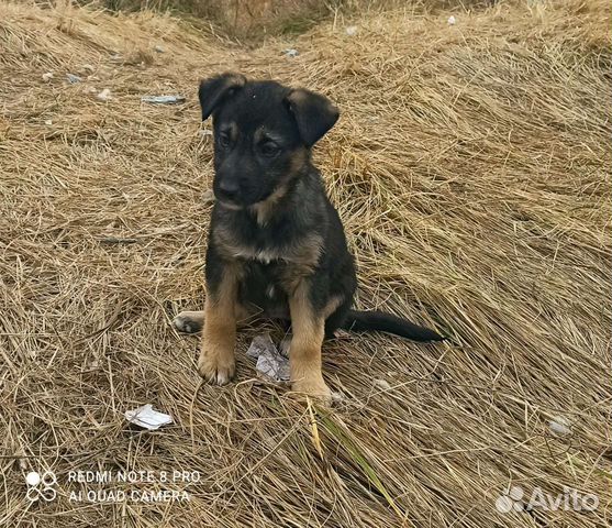 Щенки овчаристого типа