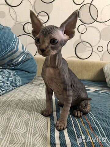 Канадский сфинкс