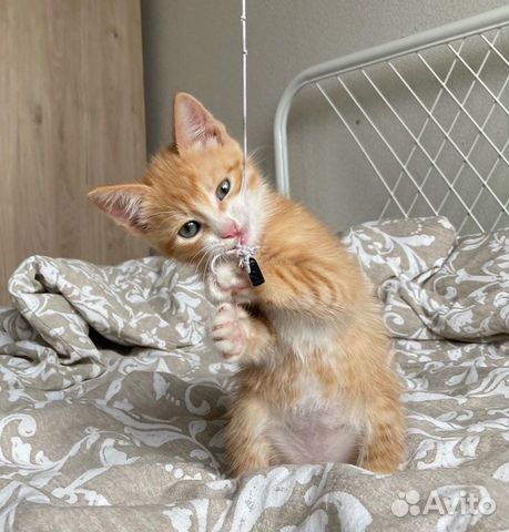 Рыжий котенок мальчик