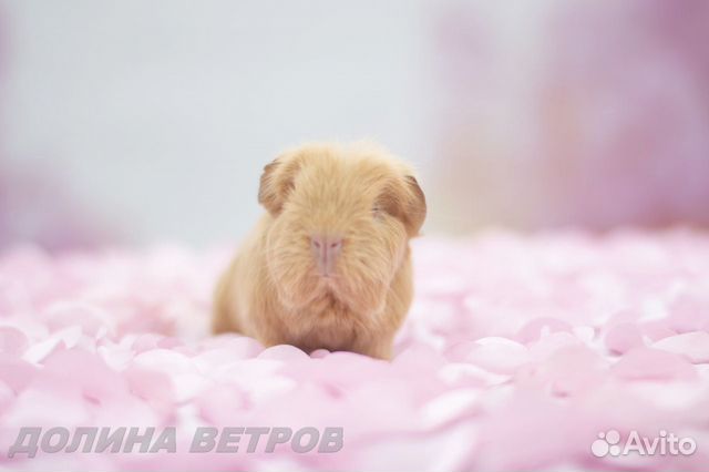 Морская свинка крестед мальчик