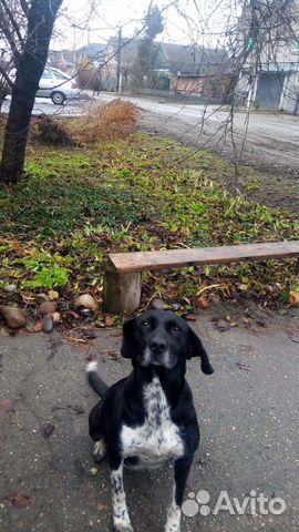 Собака в добрые руки, порода курцхаар. Сейчас нахо