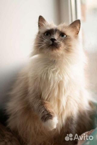 Дымчатая пушистая девочка