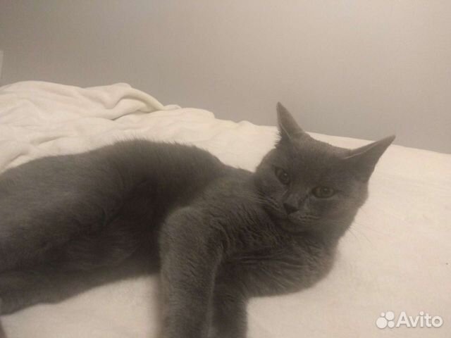 Кошки породистые бесплатно