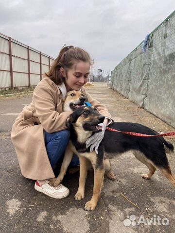 Собака в добрые руки