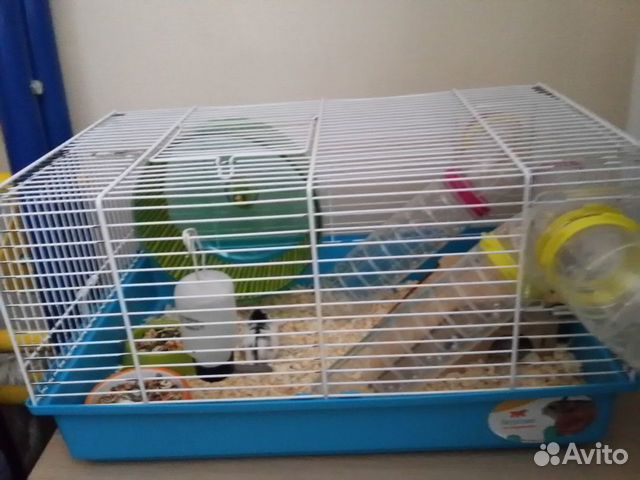 Хомяк Джингарик