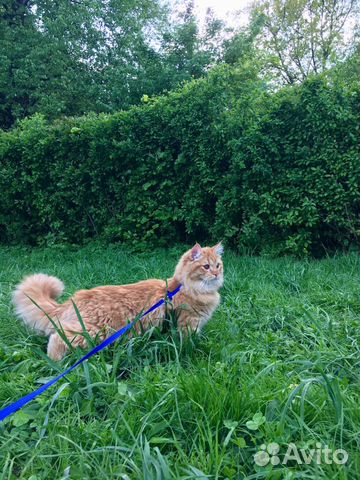 Кот на случку