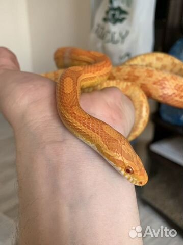 Маисовый полоз orange