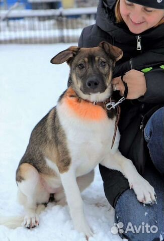 Жизнерадостная собака Лялька