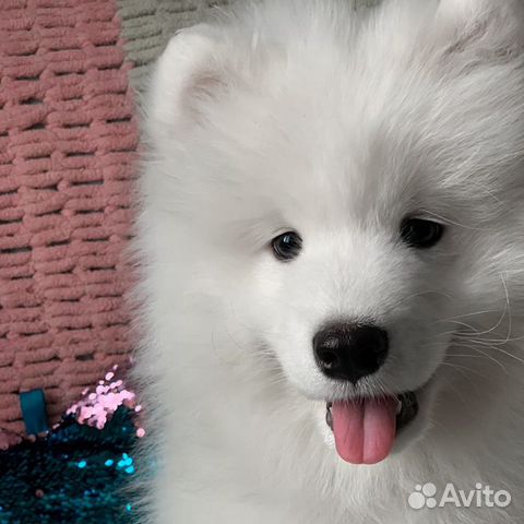 Зимняя сказка - самоед