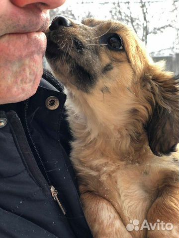 Собака в добрые руки