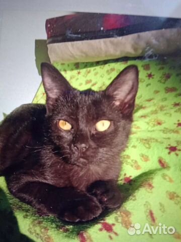 Кошечка-подросток