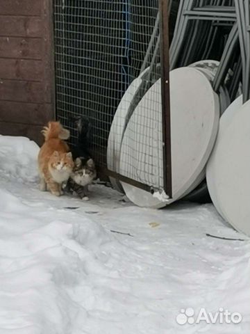 Двое красивых котиков ищут дом