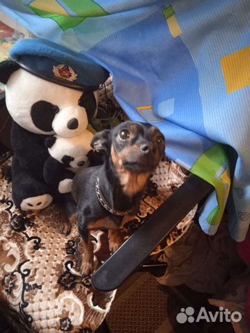 Девочка тойч терьер