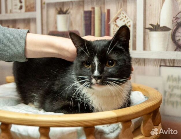 Кот в добрые руки
