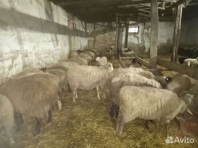 Овцы бараны