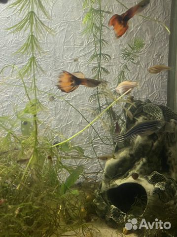 Гуппи и ампулярии, катушки