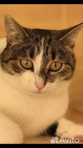 Стерилизованная кошечка