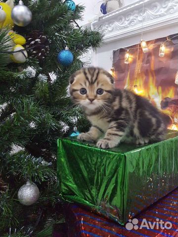 Мраморный золотой вислоухий шотландский котёнок