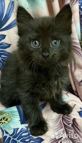 Котенок мальчик ищет маму и папу