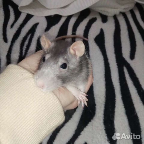 Крыска бесплатно