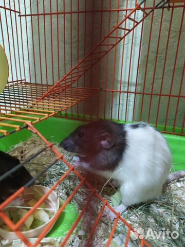 Отдам в добрые руки