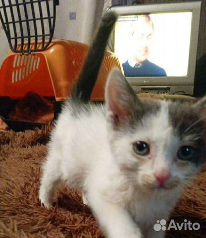 Котенку нужны любящие хозяева
