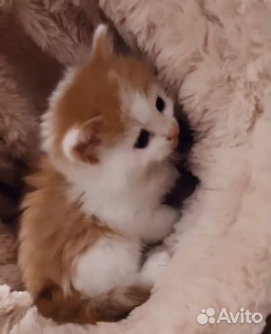 Котёнок