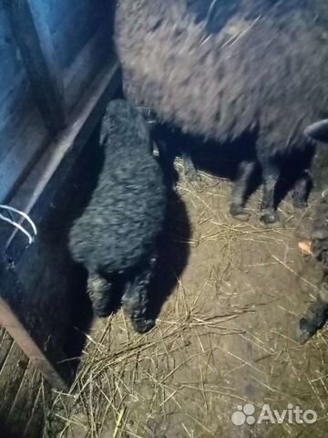 Овцы бараны ягнята