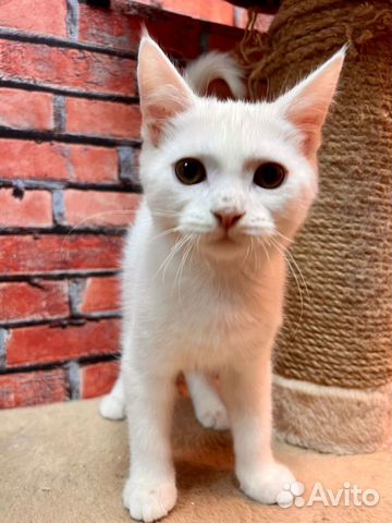 Котенок девочка Бетси 3 мес