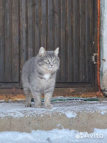 Котик в добрые руки