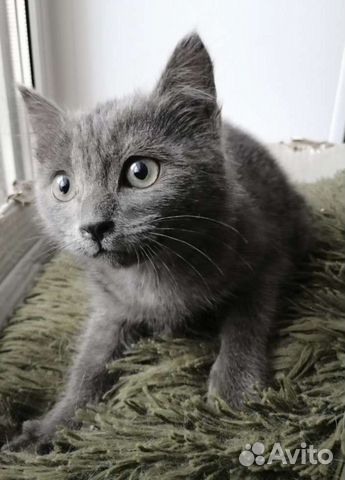 Котёнок