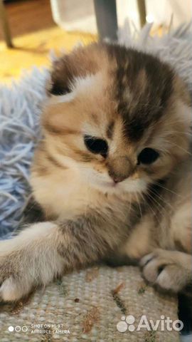 Шотландские вислоухие котята