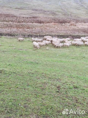 Овцы бараны меринос
