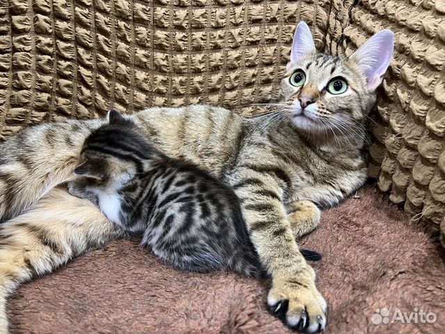 Котенок мальчик 2 месяца