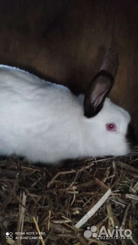 Кролики самцы обмен продажа