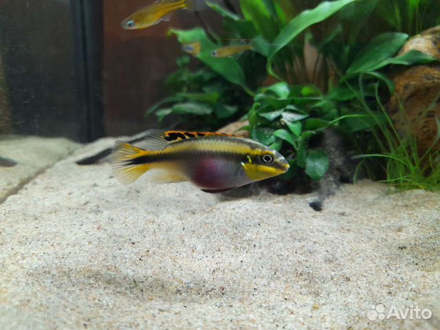 Пельвикахромис самка