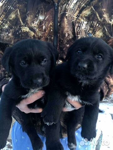 Дратхаар, овчарка, собака, щенки