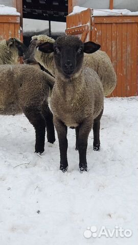 Ягнята суффолк