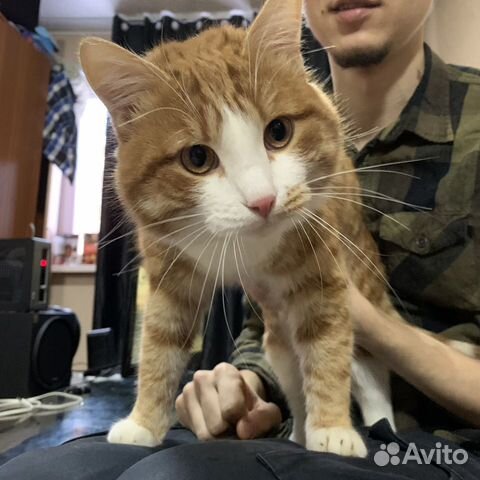 Отдам в добрые руки рыжее чудо