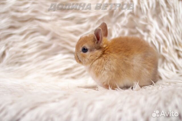 Кролик мальчик минор бебифейс