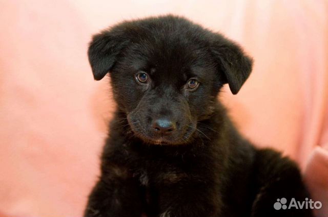 Барик в дар