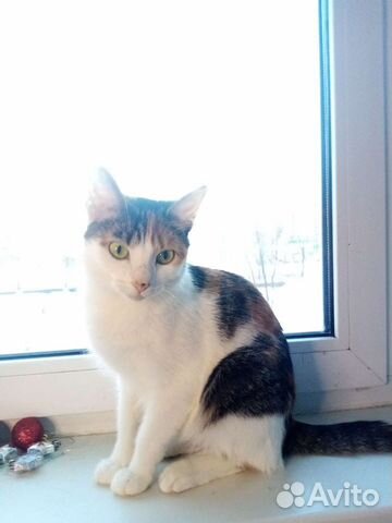 Трехцветная необыкновенная кошечка