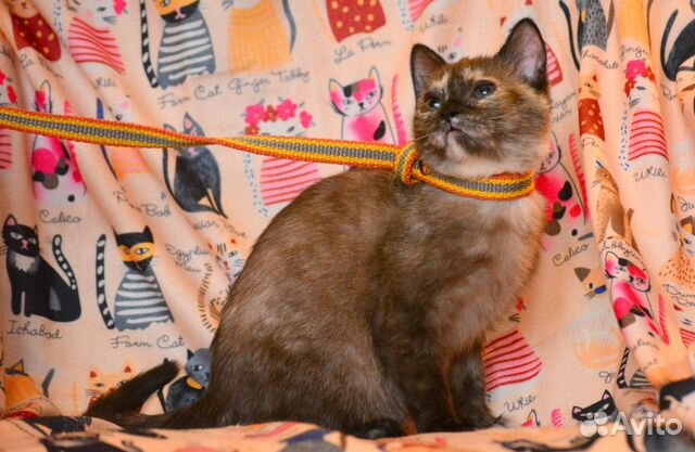 Малышка в добрые ответственные руки