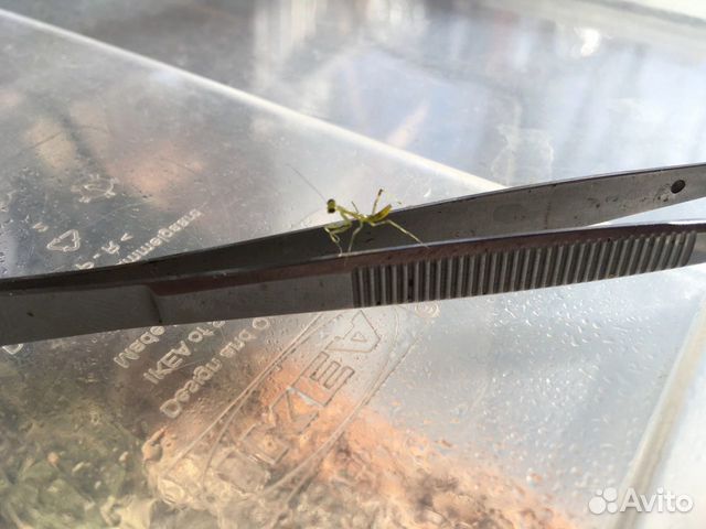 Богомолы(обыкновенный)