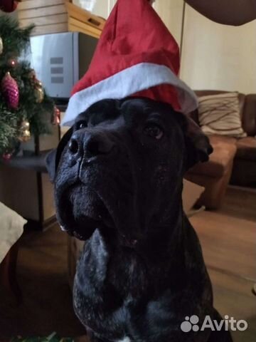 Отдам кане Корсо