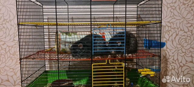 Отдам бесплатно двух крыс дамбо с клеткой