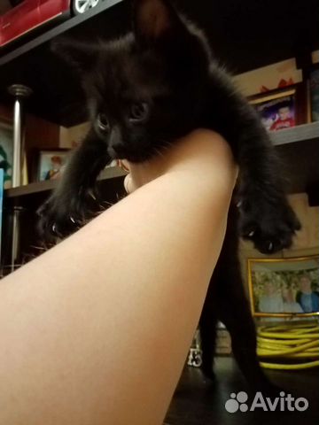 Чёрный милый котенок