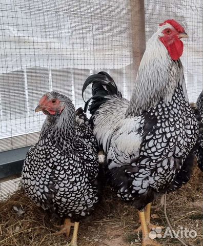 Инкубационное яйцо виандот