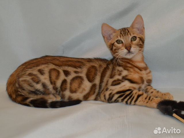 Эффектный котик для выставок и плем.работы