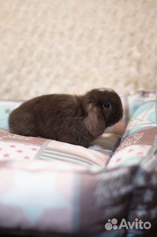 Мальчик шоколадный батончик минилоп